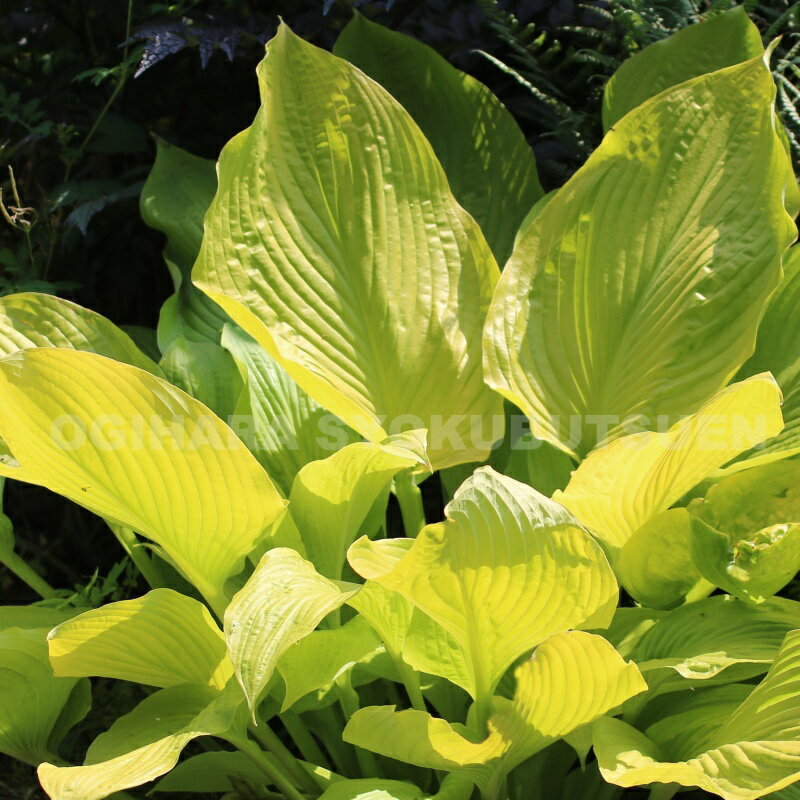 記事　～2025年　11/12～ 気温が下がり、現在は落葉中です（地上部はありません） ギボウシは冬の寒さにしっかり当て、落葉させることで健全に育ちます 苗の見た目は寂しいですが、白い根がしっかりと張っていますので、 庭植え等にご利用くださ...