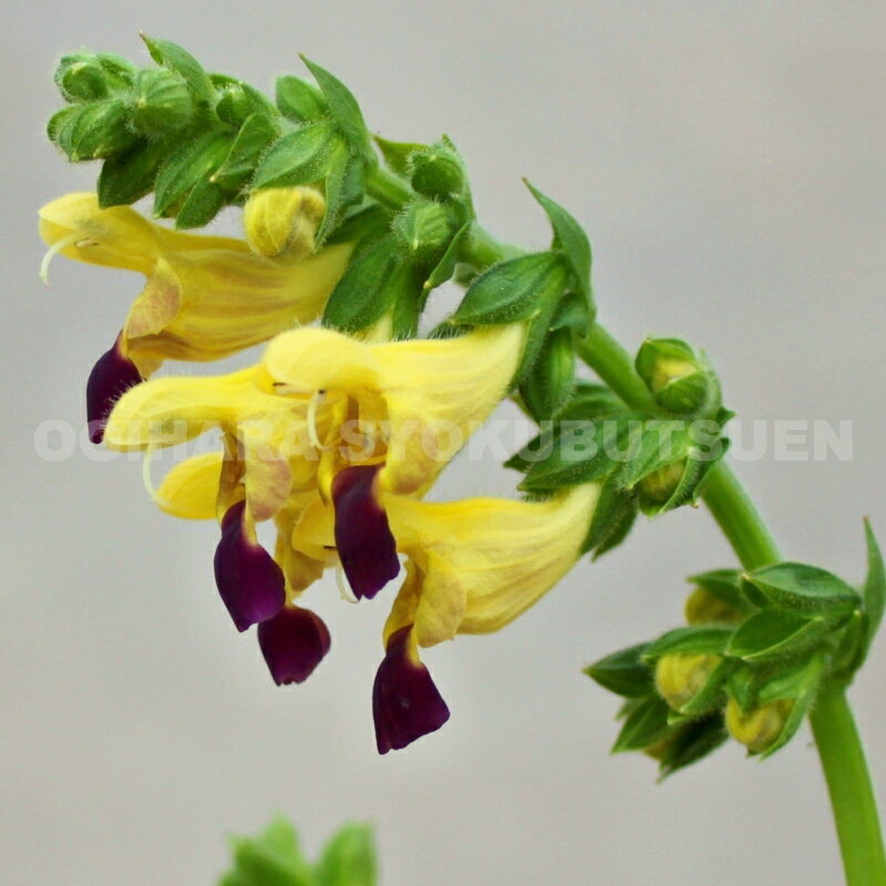 ■ シソ科　宿根草（耐寒性多年草）冬季半常緑〜落葉種 ■ 学　名 : Salvia bulleyana　 ■ 別　名 : ブリーセージ など ■ 花　期 : 初夏〜盛夏 ■ 草　丈 : 40〜60cm前後（生育後・花丈も含む） ■ 株張り ...