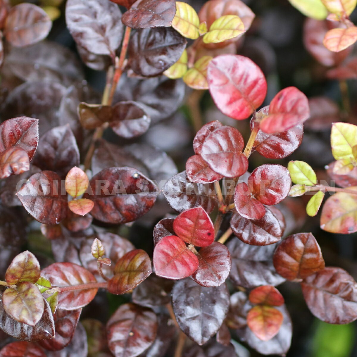■ フトモモ科　 半耐寒性低木（冬季常緑種） ■ 学　名 : Lophomyrtus × ralphii 'Black Stallion' ■ 別　名 : rohutu、tutuhi　など ■ 花　期 : 初夏 ■ 樹　高 : 80cm～1...
