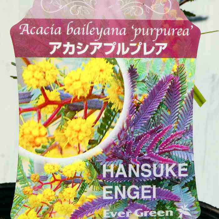 アカシア プルプレア 苗 3.5号 シンボルツリー 春に咲く黄色の花 苗木 260219 美しい紫の新芽♪ アカシア『プルプレア』の苗木です。新芽の葉が紫色の人気品種です。春に鮮やかな黄色の小花を沢山咲かせ、シンボルツリーとしても人気がござ...