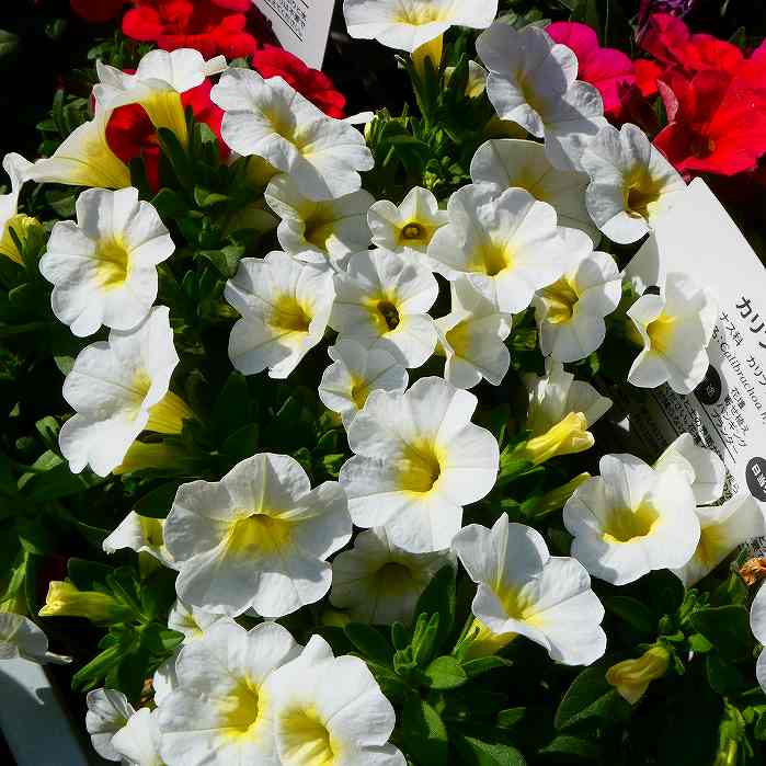 カリブラコア 苗 サンバ ホワイト 白花 3.5号 秋まで咲く　260331 カラフル小花♪ 春〜秋のガーデン素材に人気にカリブラコアの苗です。品種名は『サンバ＊ホワイト』です。株姿がキュッとまとまり良く育ち花も密に咲く優秀な品種です。秋ま...