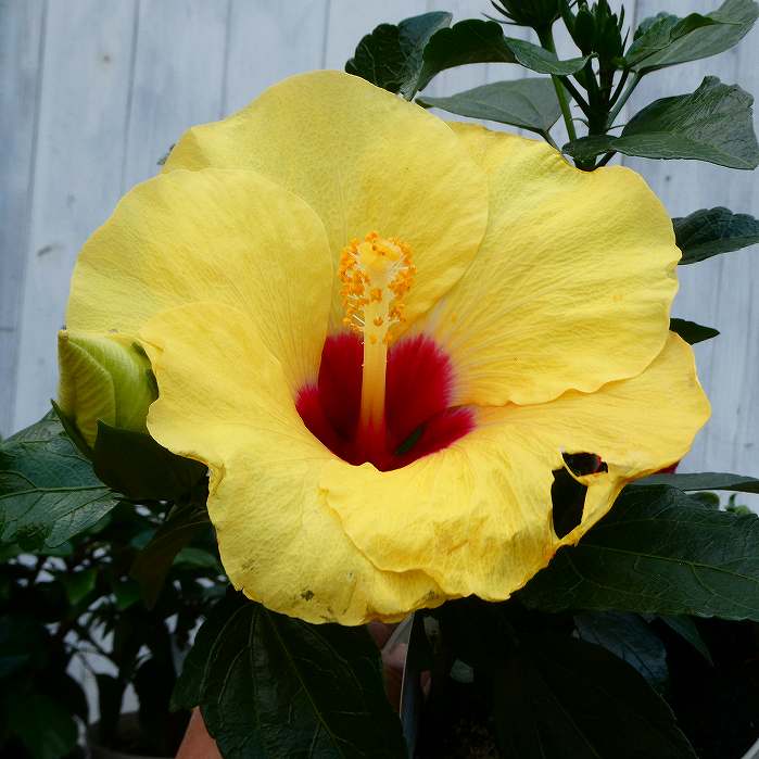 ハイビスカス 苗 NEWロングライフ アドニスイエロー 3.5号ト 黄花 夏の花 熱帯花木 260514 花付き良い♪ NEWロングライフシリーズの『アドニスイエロー』の苗です。明るい黄色の一重咲きです。普通のハイビスカスは一日花ですが、本...