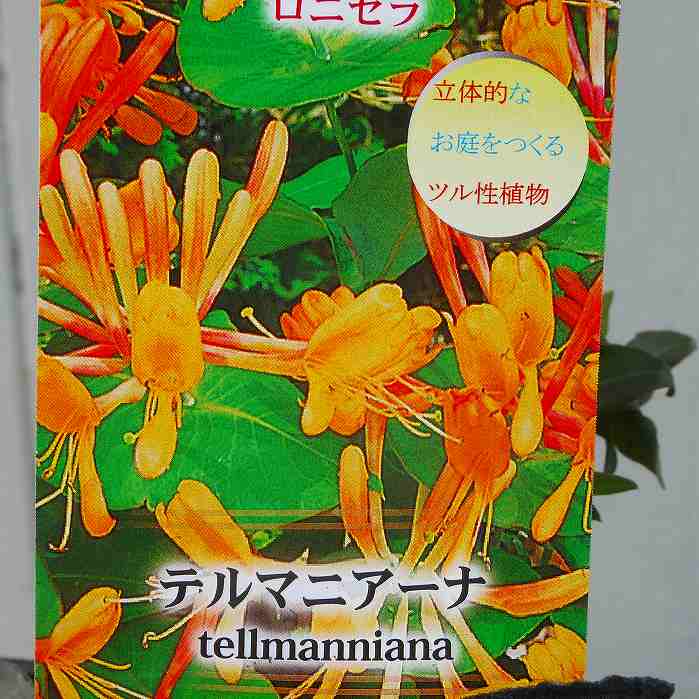 ロニセラ 苗 テルマニアーナ 3号 ハニーサックル スイカズラ ツル性 260407 大輪種♪ ロニセラ『テルマニアーナ』の苗です。オレンジがかった深みのある大輪種の黄色のお花です。花時期は春〜晩夏までと長く楽しめます。非常に丈夫で生育旺盛...