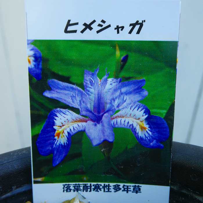 姫シャガ 苗 青花 3.5号 山野草 下草 アヤメの仲間　250106 丈夫な山野草♪ 姫シャガの苗です。草丈低く育つ品種です。春を中心に花が咲きます。暑さ、寒さ共に強い宿根草です。 ポットの直径は10.5cm（3.5号）です。 2