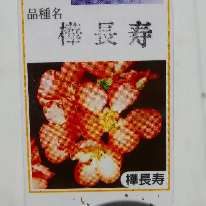 ボケ 樺長寿 3.5号鉢 一重小輪 盆栽素材 木瓜　春の花 260108 . 木瓜『樺長寿』の苗木です。2枚目の写真の株のいずれかをお送りします。まだ小さい苗木なのでつぼみがついていない場合がございます。盆栽の素材としてもお勧めです。暑さ、...