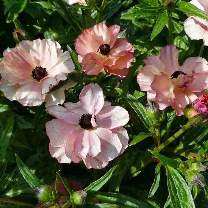 ラナンキュラス ラックス ヘスティア 4号ポット 苗 耐寒性 宿根草 球根植物 260120 ツヤツヤの花びらが美しい♪ ラナンキュラス《ラックス》の苗です。品種名はヘスティアです。ツヤツヤの花びらが美しいラナンキュラスです。日差しに当たる...