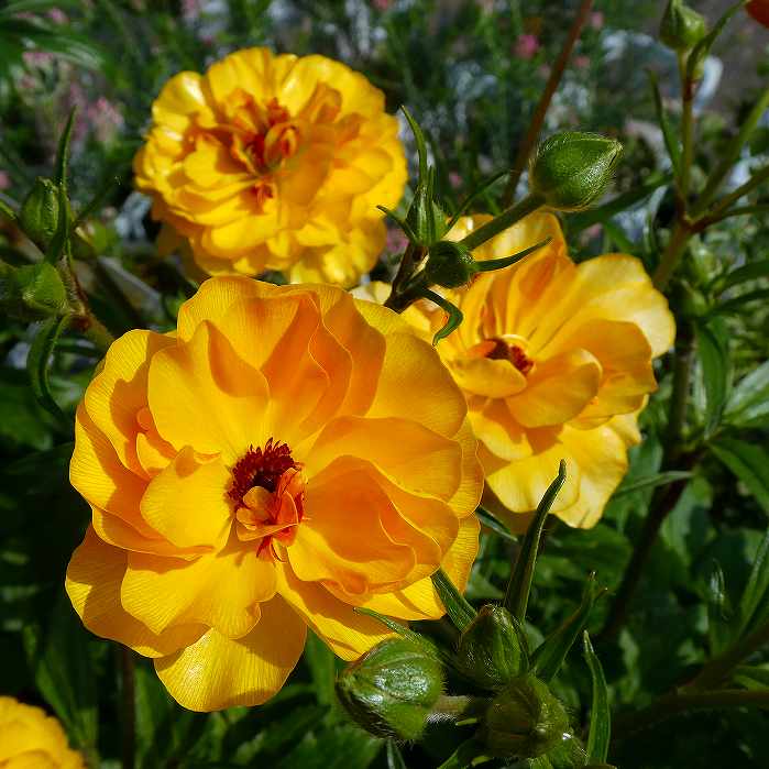 ラナンキュラス ラックス アルテミス 苗 4号ポット 耐寒性 宿根草 球根植物 260120 ツヤツヤの花びらが美しい♪ ラナンキュラス《ラックス》の苗です。品種名はアルテミスです。ツヤツヤの花びらが美しいラナンキュラスです。日差しに当たる...