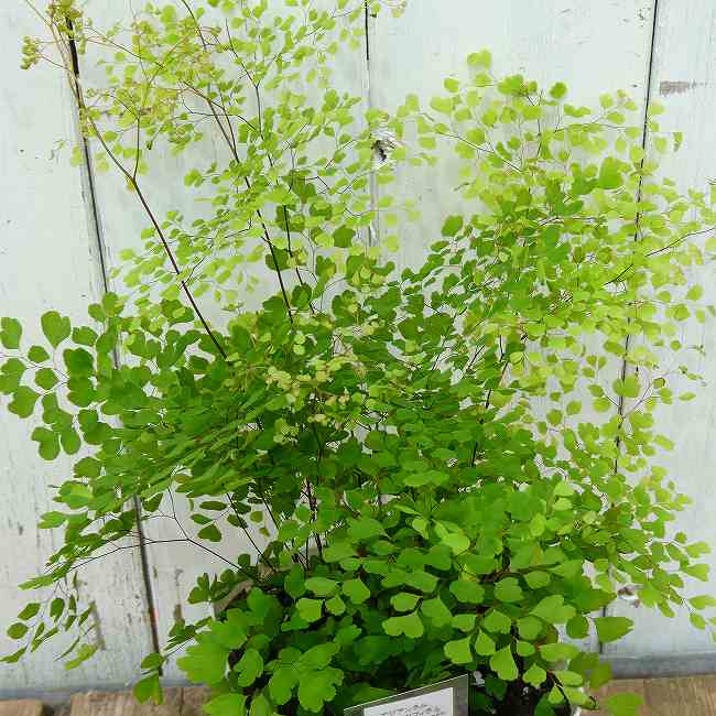 アジアンタム ミクロフィラ 小葉種 4号 苗 観葉植物 ミニグリーン 押し花素材にも 260421 繊細なグリーン♪ アジアンタム『ミクロフィラ』の鉢植えです。普通種よりも葉が細かい品種です。水を好む植物ですので乾く前に水やりをして下さい。...