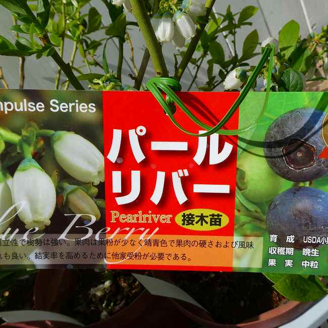 接木苗ブルーベリー 苗 パールリバー サザンハイブッシュ系 5号 ブルーインパルス 果樹苗 果物 植木 庭木　260423 接ぎ木♪ サザンハイブッシュ系のブルーベリー『パールリバー』の苗木です。ハイブッシュ系の欠点である根の弱さを解決する...