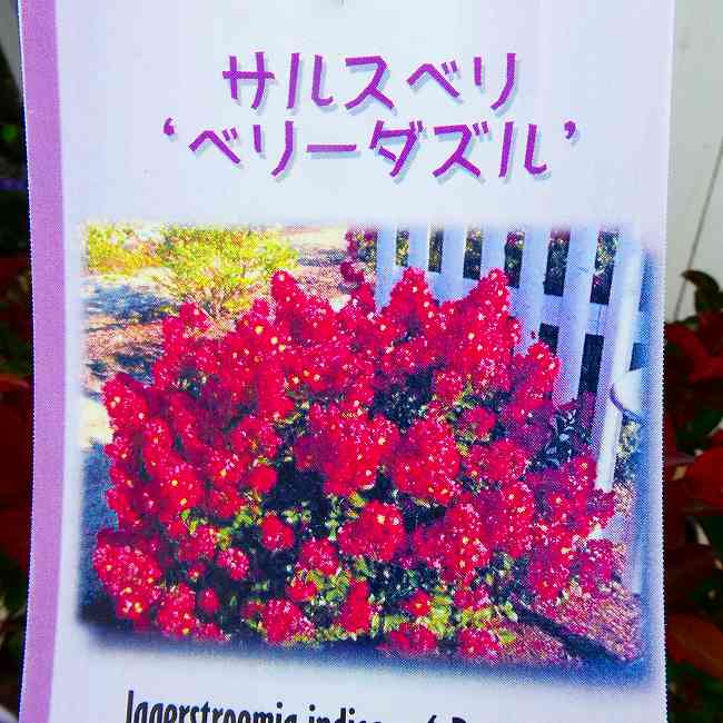 矮性サルスベリ 苗木 ベリーダズル ピンク花 5号 さるすべり 庭木 夏の花　260602 樹高1mで咲く♪ 矮性サルスベリ『ベリーダズル』の苗木です。アメリカで育種された品種です。従来のサルスベリより密度高く花が咲きます。樹高は1mほどと...