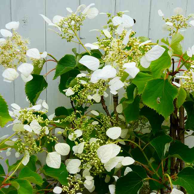 岩がらみ 苗 スノーセンセーション 多花性 白花 イワガラミ 5号 山野草 壁面緑化 260604 . イワガラミ『スノーセンセーション』の苗です。アジサイの仲間のツル性植物です。花付きが良く、生育が旺盛に改良された品種です。初夏に額あじさ...