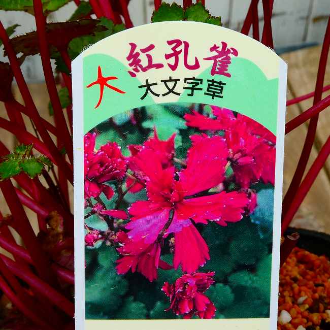 大文字草 苗 紅孔雀 4号 ダイモンジソウ 山野草 宿根草　260630 秋の山野草 大文字草『紅孔雀』の大苗です。秋に咲く山野草です。寒さに強いので屋外で冬越し出来ます。夏の直射日光は苦手なので梅雨開け以降の強い日差しを避けて下さい。他の...