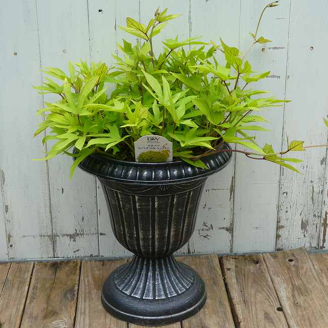イポメア スパイラル キーライム スタンド鉢植え 直径25cm カラーリーフ 観葉植物 260707 鮮やかな葉色♪ イポメア『スパイラル＊キーライム』のスタンド鉢植えです。高温多湿の夏でも元気生育するカラーリーフです。節間が短い為、間延び...