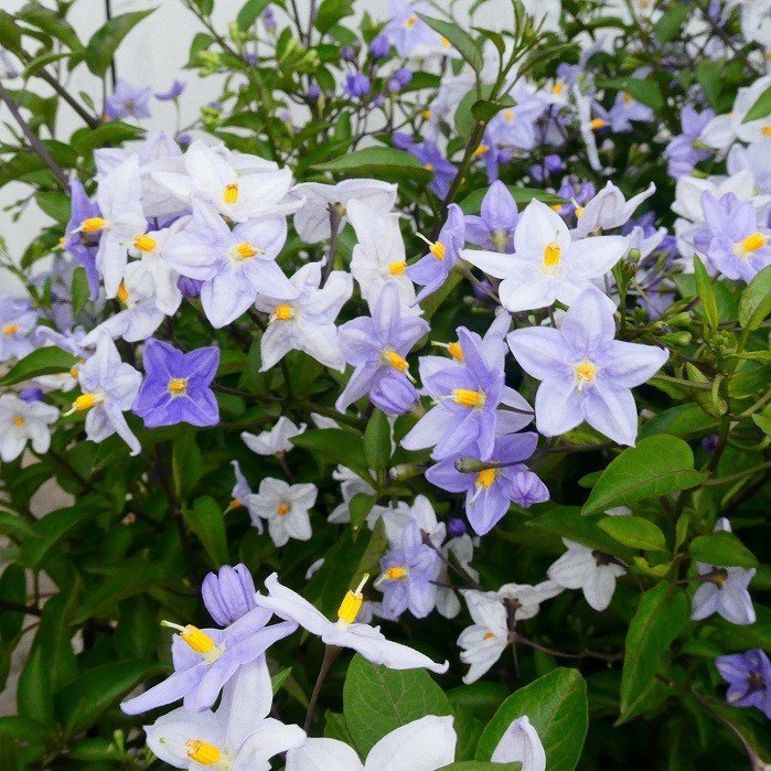 ヤマホロシ 苗 紫花 3号 ツルハナナス ツル植物 白から紫へ 花色変化 260618 . ヤマホロシの青花の苗です。まだ花がついていない株もありますが初夏〜晩秋まで長く咲かせます。涼しげな色合いの花を長期間楽しめます。夏は生育旺盛でツルが...