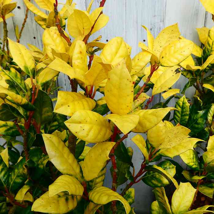 黄金葉ホーリー 苗木 6号 樹高35cm オウゴンホリー 珍しい木 231107 251106 鮮やかな葉色♪ 黄金ホリーの苗木です。樹高は約35cmと手頃なサイズです。2枚目の写真のどちらかのお送りです。西洋ヒイラギとシナヒイラギの交配種...