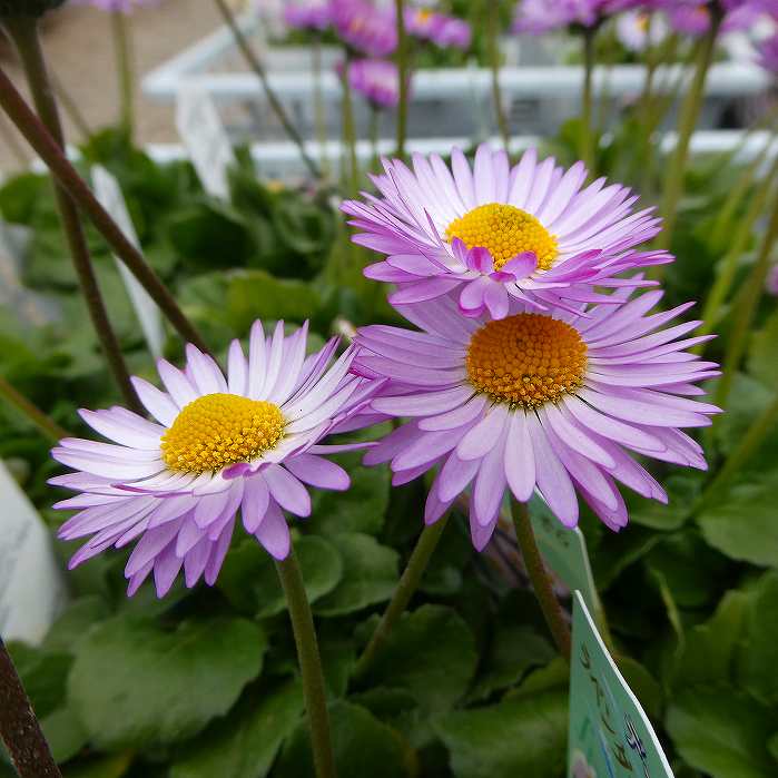 デージー 苗 ラベンダードリーム そら 青花 3.5号 260108 爽やかな花色♪ ラベンダーピンクのデージー『ラベンダードリーム』の苗です。寒さに強く、日だまりですと冬の間も咲きます。寒さが緩むと沢山の花が上がります。 ポットの直径は1...