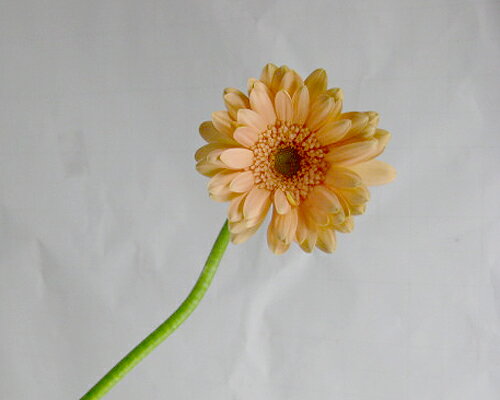 商品カテゴリ：【黄色・オレンジ系】【ガーベラ】【切花】 ★主な産地　　ひまわり農協本部営農センターなど5本ずつの販売価格です。自然物につき予告なく販売価格を変更させていただく場合がございます。 ご注文いただいた時点での販売価格にてお届けさせ...