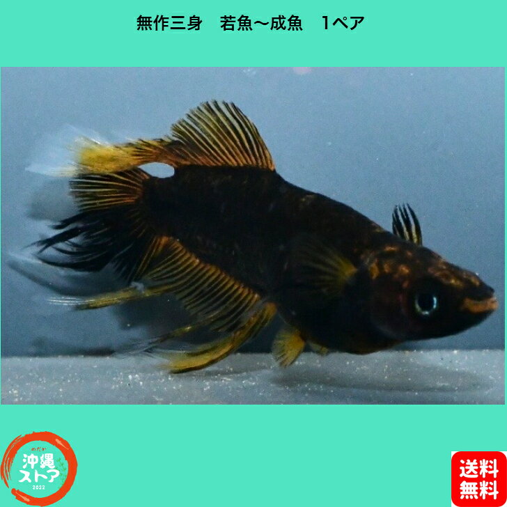 商品情報商品説明御覧いただき誠にありがとうございます。 　無作三身 若魚〜成魚 1ペア の出品になります。 必ずしも生まれてくる固体全てが親と同じになるわけでわないので、ご理解のあるかたのみご購入下さい。名称無作三身注意事項最善を尽くしいい...
