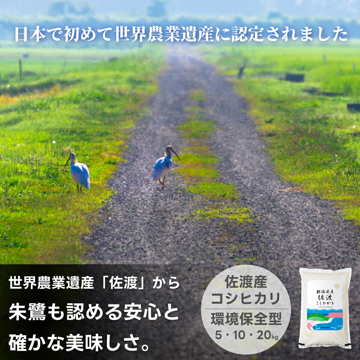 名称 精米 産地 新潟県佐渡 品種 コシヒカリ 産年 令和7年産 使用割合 単一原料 内容量 5kg 10kg 20kg 精米時期 パッケージに記載 販売者 米杜氏 楽天市場店 お祝い事に丁度良い ■よくある質問 こちらのお米は無農薬ではご...