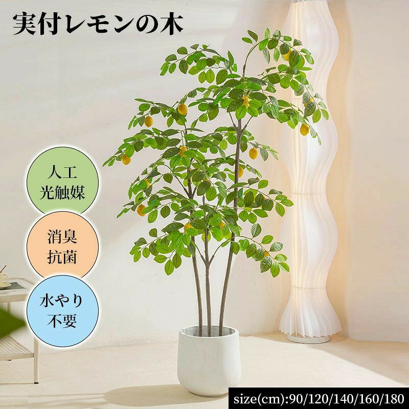 観葉植物 実付レモンの木 レモンの木 90cm 120cm 140cm 160cm 180cm