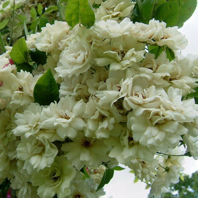 商品情報サイズ鉢サイズ：3.5リットル6号ポット枝の長さ：20〜30cm注意点※品種データーは北海道十勝地方基準です。目安としてご参照ください。※花苗は努めて良質なものをお届け致しますが、色、形、育成については環境、季節により異なります。※...