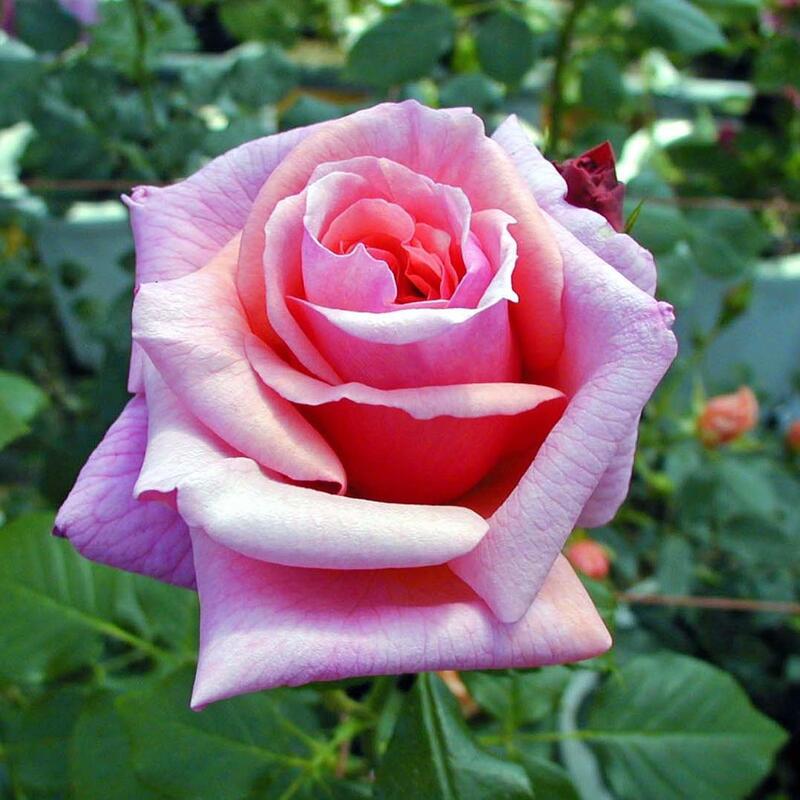 商品情報サイズ鉢サイズ：3.5リットル6号ポット枝の長さ：20〜30cm注意点※品種データーは北海道十勝地方基準です。目安としてご参照ください。※花苗は努めて良質なものをお届け致しますが、色、形、育成については環境、季節により異なります。※...