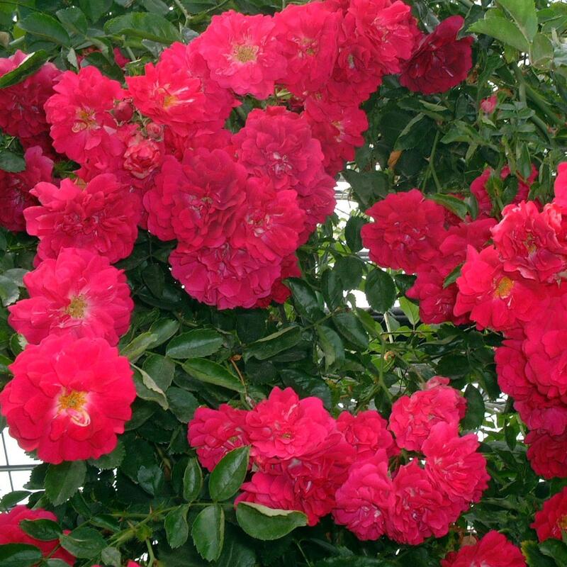 商品情報サイズ鉢サイズ：3.5リットル6号ポット枝の長さ：90cm以上注意点※品種データーは北海道十勝地方基準です。目安としてご参照ください。※花苗は努めて良質なものをお届け致しますが、色、形、育成については環境、季節により異なります。※モ...