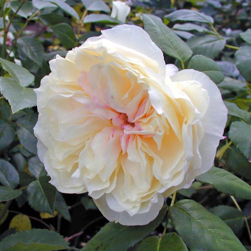 商品情報サイズ鉢サイズ：3.5リットル6号ポット枝の長さ：20〜30cm注意点※品種データーは北海道十勝地方基準です。目安としてご参照ください。※花苗は努めて良質なものをお届け致しますが、色、形、育成については環境、季節により異なります。※...