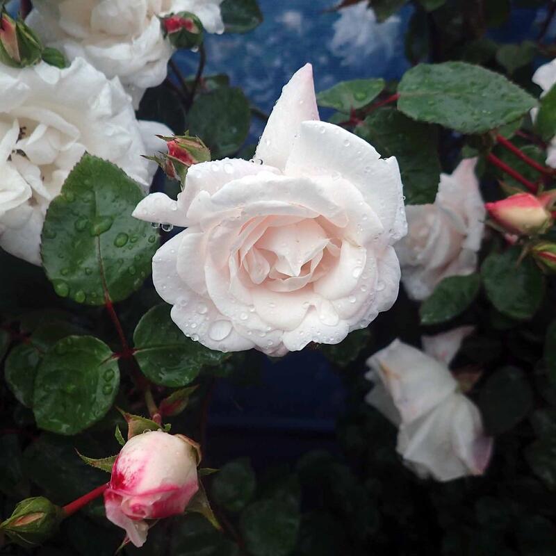 商品情報サイズ鉢サイズ：3.5リットル6号ポット枝の長さ：20〜30cm注意点※品種データーは北海道十勝地方基準です。目安としてご参照ください。※花苗は努めて良質なものをお届け致しますが、色、形、育成については環境、季節により異なります。※...