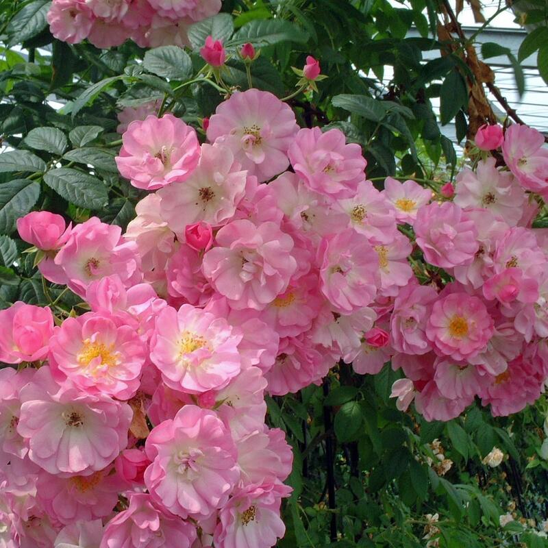 商品情報サイズ鉢サイズ：3.5リットル6号ポット枝の長さ：20〜30cm注意点※品種データーは北海道十勝地方基準です。目安としてご参照ください。※花苗は努めて良質なものをお届け致しますが、色、形、育成については環境、季節により異なります。※...