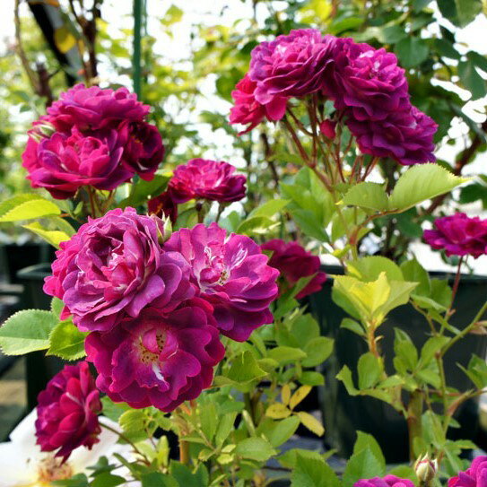 商品情報サイズ鉢サイズ：3.5リットル6号ポット枝の長さ：20〜30cm注意点※品種データーは北海道十勝地方基準です。目安としてご参照ください。※花苗は努めて良質なものをお届け致しますが、色、形、育成については環境、季節により異なります。※...