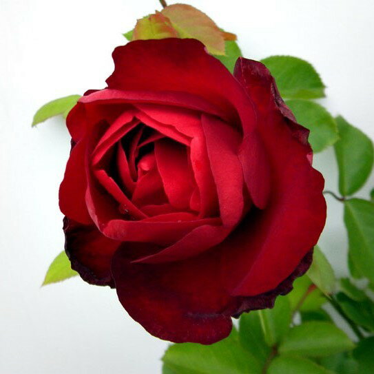 商品情報サイズ鉢サイズ：3.5リットル6号ポット枝の長さ：20〜30cm注意点※品種データーは北海道十勝地方基準です。目安としてご参照ください。※花苗は努めて良質なものをお届け致しますが、色、形、育成については環境、季節により異なります。※...