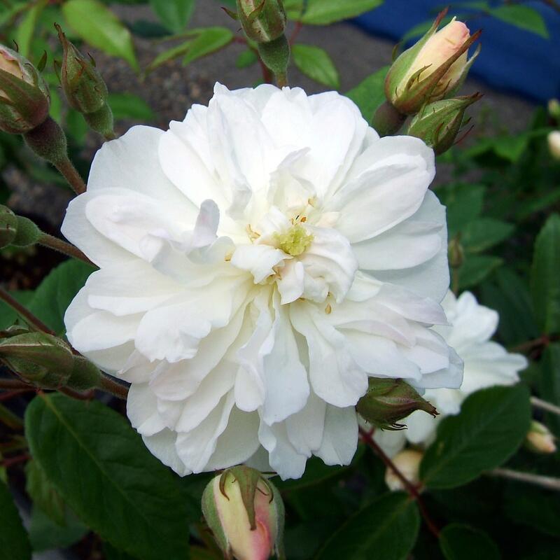 商品情報サイズ鉢サイズ：3.5リットル6号ポット枝の長さ：20〜30cm注意点※品種データーは北海道十勝地方基準です。目安としてご参照ください。※花苗は努めて良質なものをお届け致しますが、色、形、育成については環境、季節により異なります。※...