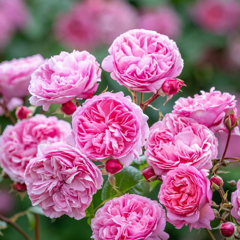 商品情報サイズ鉢サイズ：3.5リットル6号ポット枝の長さ：20〜30cm注意点※品種データーは北海道十勝地方基準です。目安としてご参照ください。※花苗は努めて良質なものをお届け致しますが、色、形、育成については環境、季節により異なります。※...