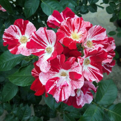 商品情報サイズ鉢サイズ：3.5リットル6号ポット枝の長さ：20〜30cm注意点※品種データーは北海道十勝地方基準です。目安としてご参照ください。※花苗は努めて良質なものをお届け致しますが、色、形、育成については環境、季節により異なります。※...