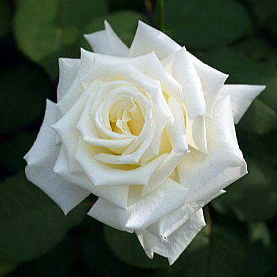 商品情報サイズ鉢サイズ：3.5リットル6号ポット枝の長さ：20〜30cm注意点※品種データーは北海道十勝地方基準です。目安としてご参照ください。※花苗は努めて良質なものをお届け致しますが、色、形、育成については環境、季節により異なります。※...