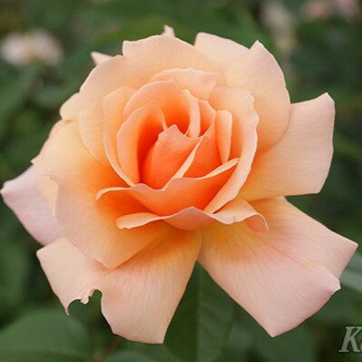 商品情報サイズ鉢サイズ：3.5リットル6号ポット枝の長さ：20〜30cm注意点※品種データーは北海道十勝地方基準です。目安としてご参照ください。※花苗は努めて良質なものをお届け致しますが、色、形、育成については環境、季節により異なります。※...