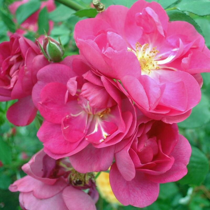 商品情報サイズ鉢サイズ：3.5リットル6号ポット枝の長さ：20〜30cm注意点※品種データーは北海道十勝地方基準です。目安としてご参照ください。※花苗は努めて良質なものをお届け致しますが、色、形、育成については環境、季節により異なります。※...