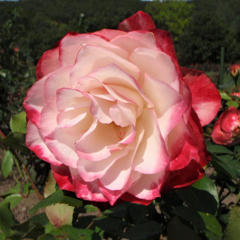 商品情報サイズ鉢サイズ：3.5リットル6号ポット枝の長さ：20〜30cm注意点※品種データーは北海道十勝地方基準です。目安としてご参照ください。※花苗は努めて良質なものをお届け致しますが、色、形、育成については環境、季節により異なります。※...