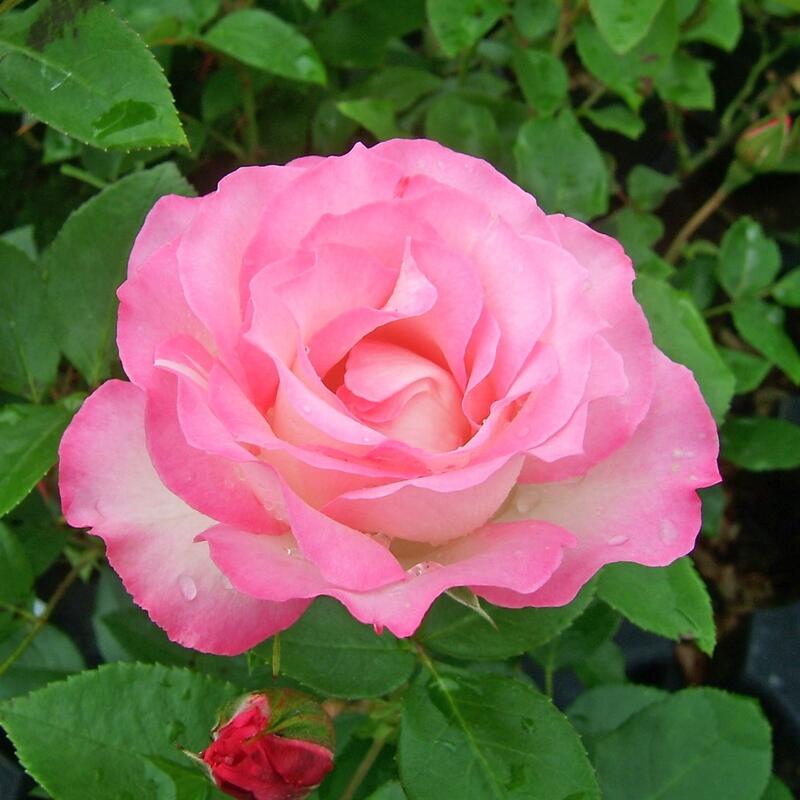 商品情報サイズ鉢サイズ：3.5リットル6号ポット枝の長さ：20〜30cm注意点※品種データーは北海道十勝地方基準です。目安としてご参照ください。※花苗は努めて良質なものをお届け致しますが、色、形、育成については環境、季節により異なります。※...