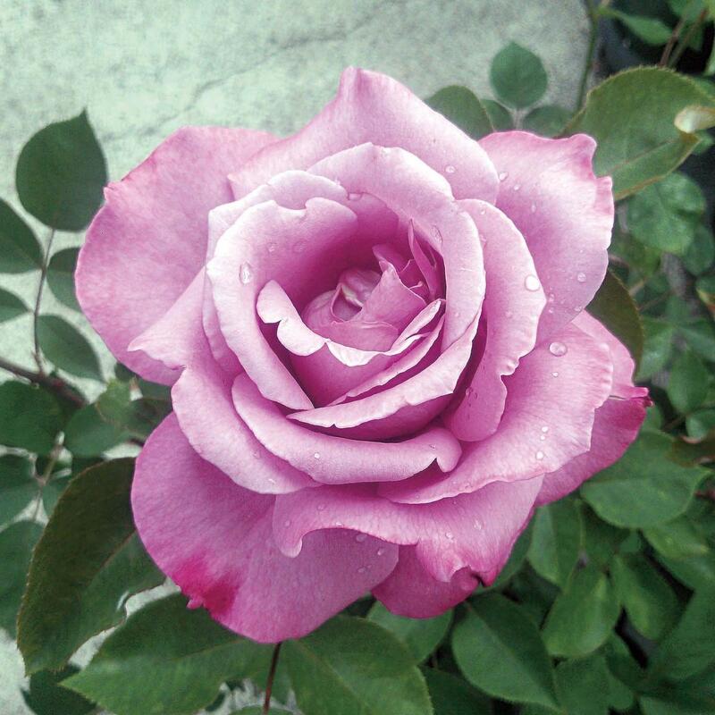 商品情報サイズ鉢サイズ：3.5リットル6号ポット枝の長さ：20〜30cm注意点※品種データーは北海道十勝地方基準です。目安としてご参照ください。※花苗は努めて良質なものをお届け致しますが、色、形、育成については環境、季節により異なります。※...