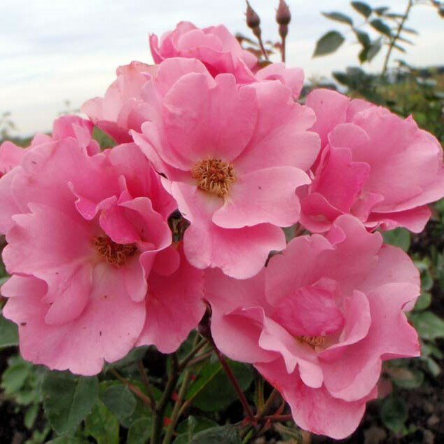 商品情報サイズ鉢サイズ：3.5リットル6号ポット枝の長さ：20〜30cm注意点※品種データーは北海道十勝地方基準です。目安としてご参照ください。※花苗は努めて良質なものをお届け致しますが、色、形、育成については環境、季節により異なります。※...