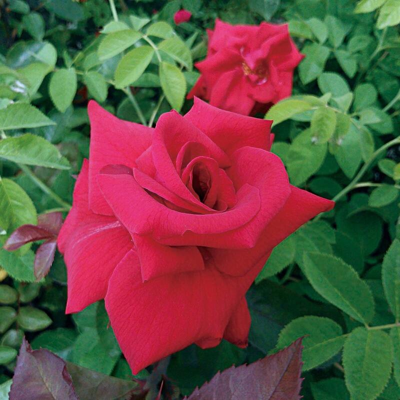 商品情報サイズ鉢サイズ：3.5リットル6号ポット枝の長さ：20〜30cm注意点※品種データーは北海道十勝地方基準です。目安としてご参照ください。※花苗は努めて良質なものをお届け致しますが、色、形、育成については環境、季節により異なります。※...