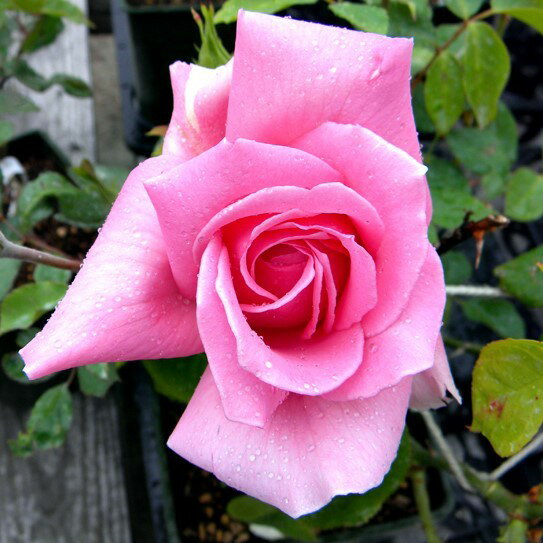 商品情報サイズ鉢サイズ：3.5リットル6号ポット枝の長さ：20〜30cm注意点※品種データーは北海道十勝地方基準です。目安としてご参照ください。※花苗は努めて良質なものをお届け致しますが、色、形、育成については環境、季節により異なります。※...