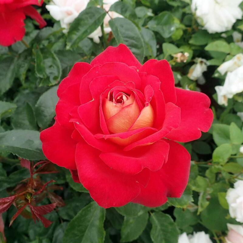 商品情報サイズ鉢サイズ：3.5リットル6号ポット枝の長さ：20〜30cm注意点※品種データーは北海道十勝地方基準です。目安としてご参照ください。※花苗は努めて良質なものをお届け致しますが、色、形、育成については環境、季節により異なります。※...