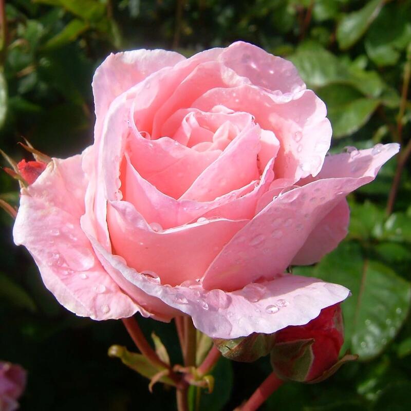 商品情報サイズ鉢サイズ：3.5リットル6号ポット枝の長さ：20〜30cm注意点※品種データーは北海道十勝地方基準です。目安としてご参照ください。※花苗は努めて良質なものをお届け致しますが、色、形、育成については環境、季節により異なります。※...