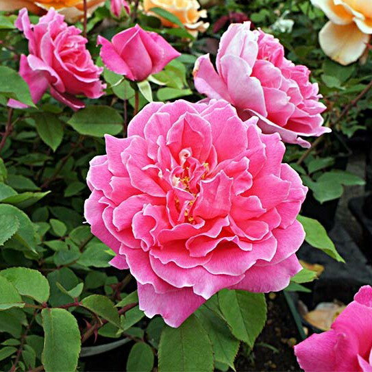 商品情報サイズ鉢サイズ：3.5リットル6号ポット枝の長さ：20〜30cm注意点※品種データーは北海道十勝地方基準です。目安としてご参照ください。※花苗は努めて良質なものをお届け致しますが、色、形、育成については環境、季節により異なります。※...