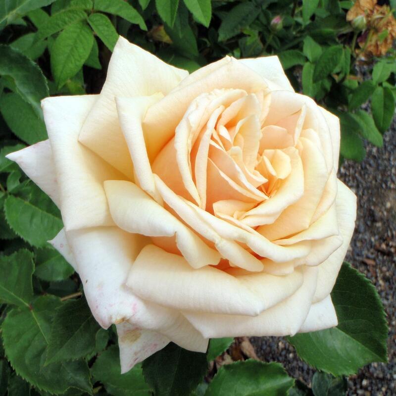 商品情報サイズ鉢サイズ：3.5リットル6号ポット枝の長さ：20〜30cm注意点※品種データーは北海道十勝地方基準です。目安としてご参照ください。※花苗は努めて良質なものをお届け致しますが、色、形、育成については環境、季節により異なります。※...