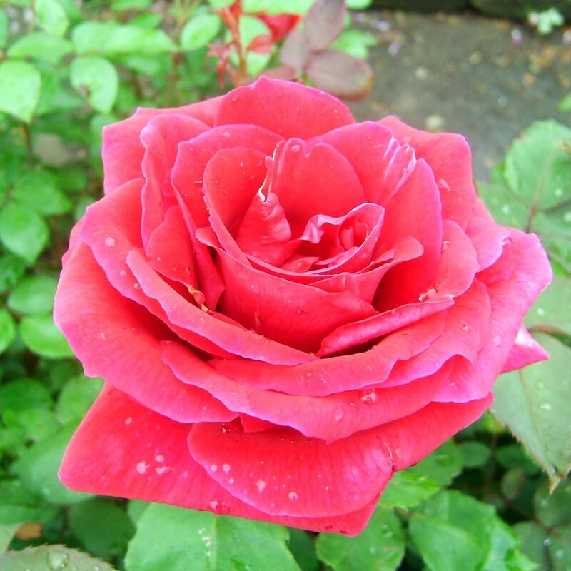 商品情報サイズ鉢サイズ：3.5リットル6号ポット枝の長さ：20〜30cm注意点※品種データーは北海道十勝地方基準です。目安としてご参照ください。※花苗は努めて良質なものをお届け致しますが、色、形、育成については環境、季節により異なります。※...