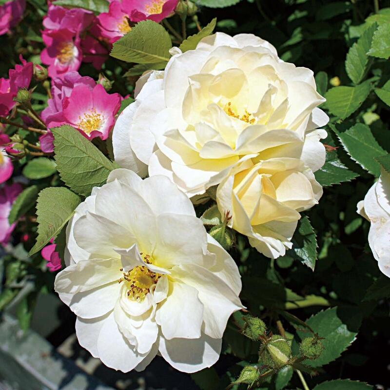 商品情報サイズ鉢サイズ：3.5リットル6号ポット枝の長さ：10〜20cm注意点※品種データーは北海道十勝地方基準です。目安としてご参照ください。※花苗は努めて良質なものをお届け致しますが、色、形、育成については環境、季節により異なります。※...